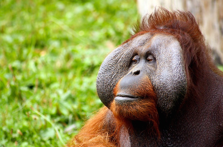 New Great Ape Species Discovered - The Courier Online