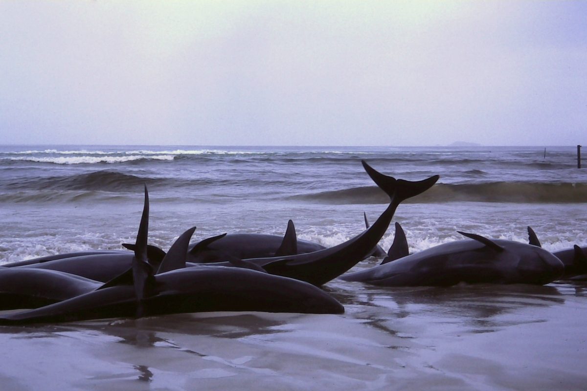 Almost 500 pilot whales stranded in Australia's largest stranding - The ...