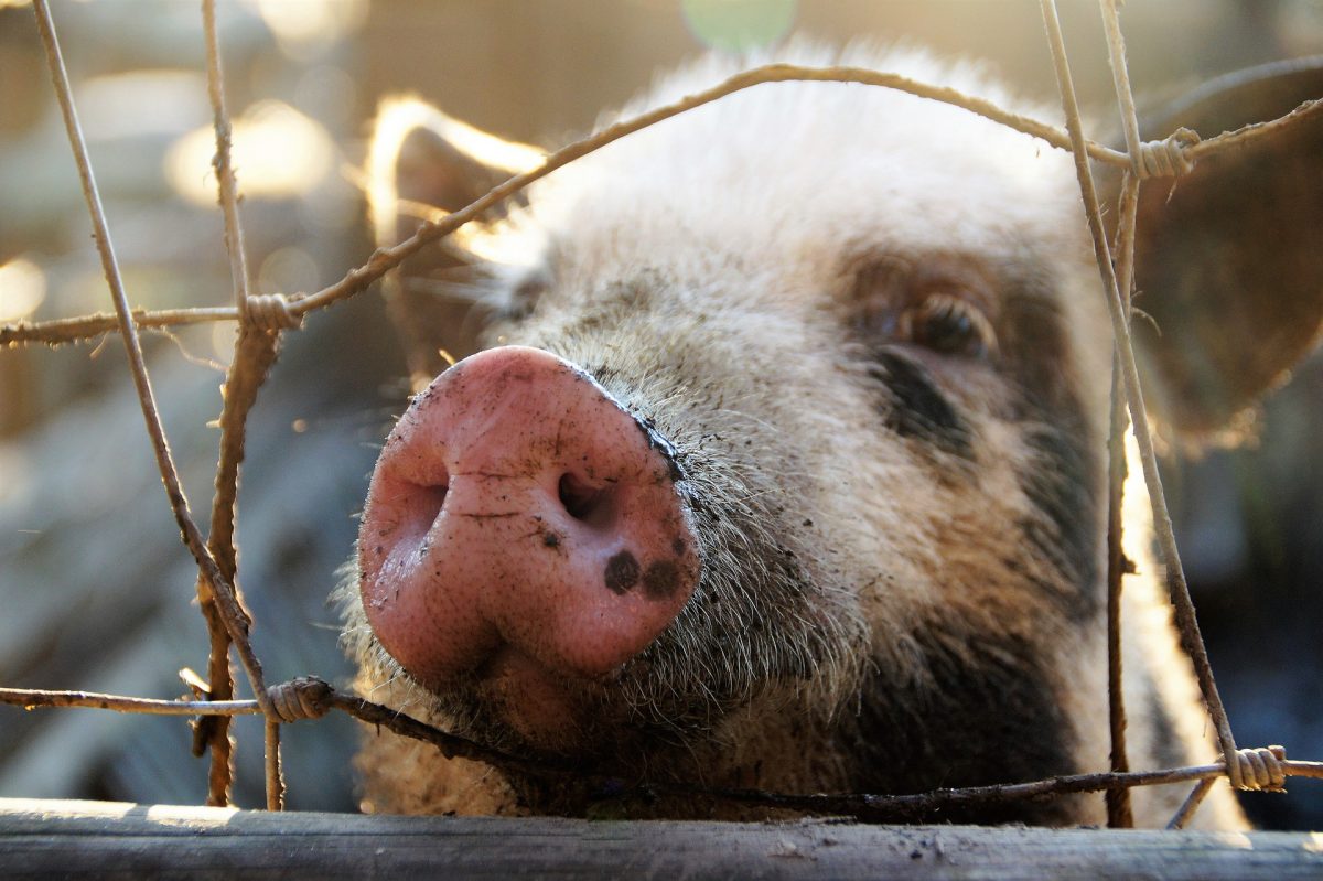 'Pig'uliar research reveals new use for computer joysticks - The ...