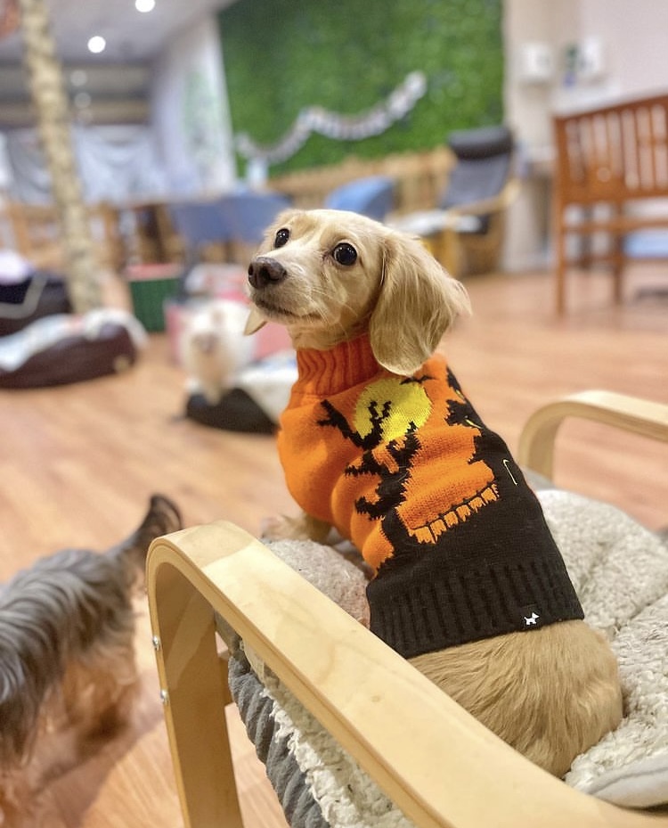 Sober Activities to do in Newcastle! - The Courier Online