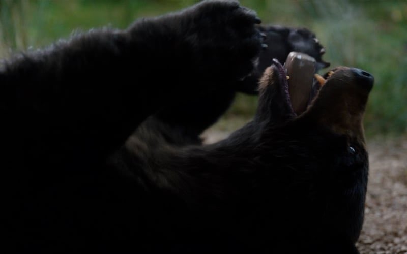 Spoiler: the bear does cocaine - The Courier Online