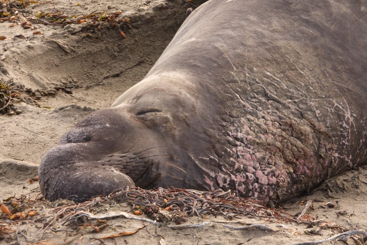 Honk shoo: Elephant seals sleep in 20-minute intervals to avoid ...