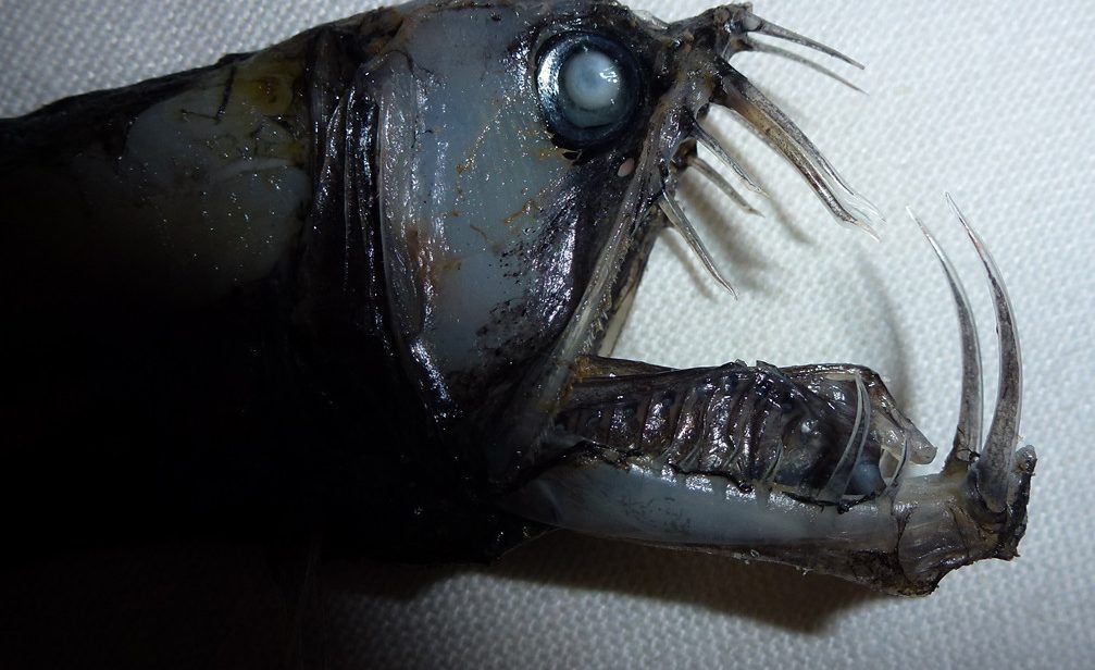 Word of the Week - Abyssal - The Courier Online