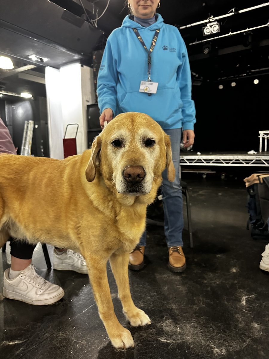 RAG Week: Meet the Guide Dogs! - The Courier Online