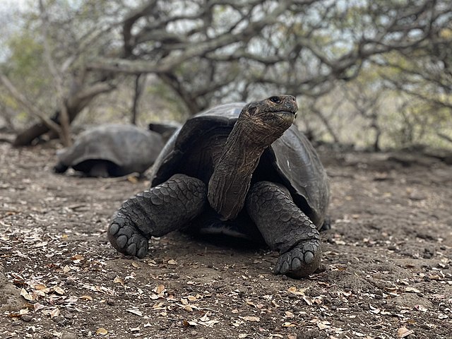 Endangered Galapagos Tortoise migration blocked by cedar trees - The ...